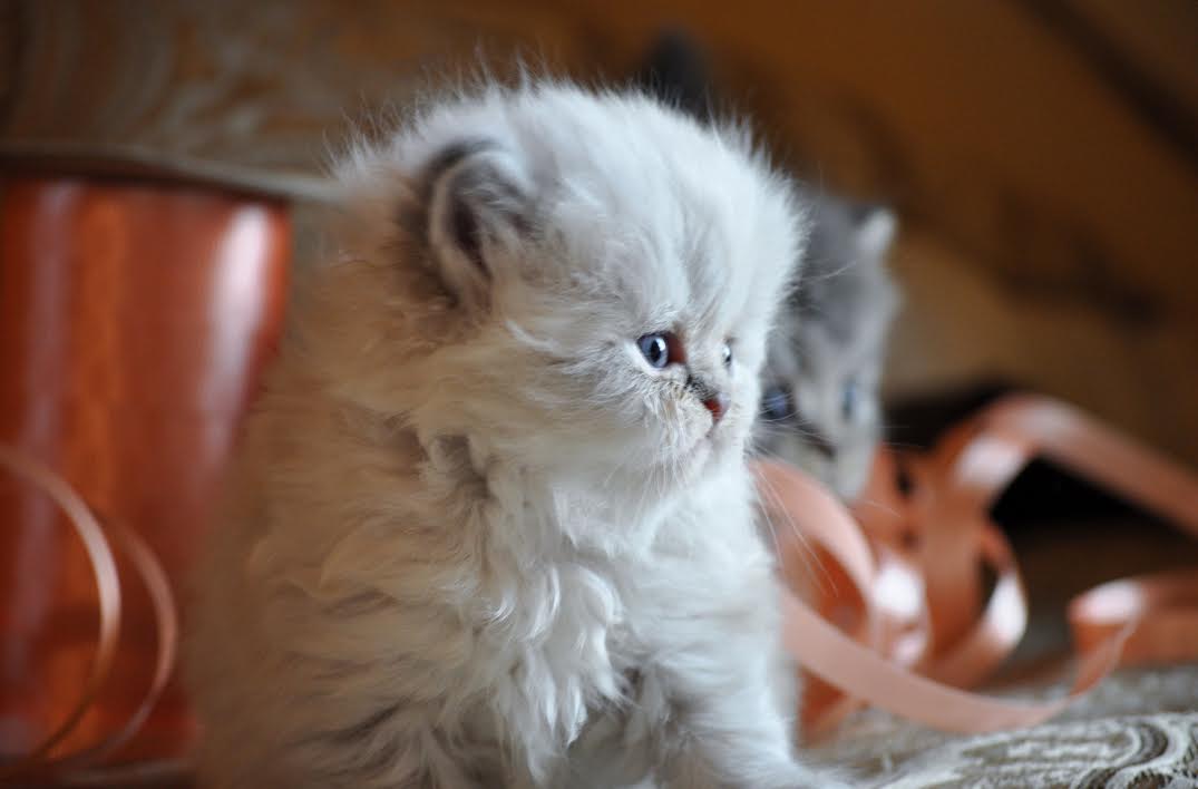 Exotic Shorthairs and Persians in Idaho Kittens on their way!: Gorgeous ...
