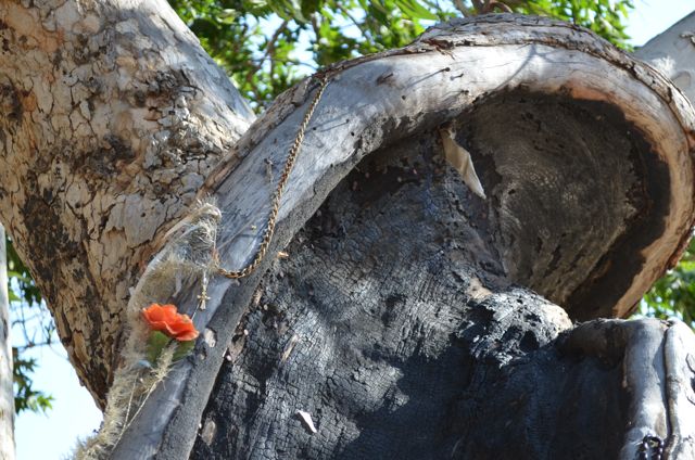 The Madonna Tree on Sierra Highway - The Traveling Thistle
