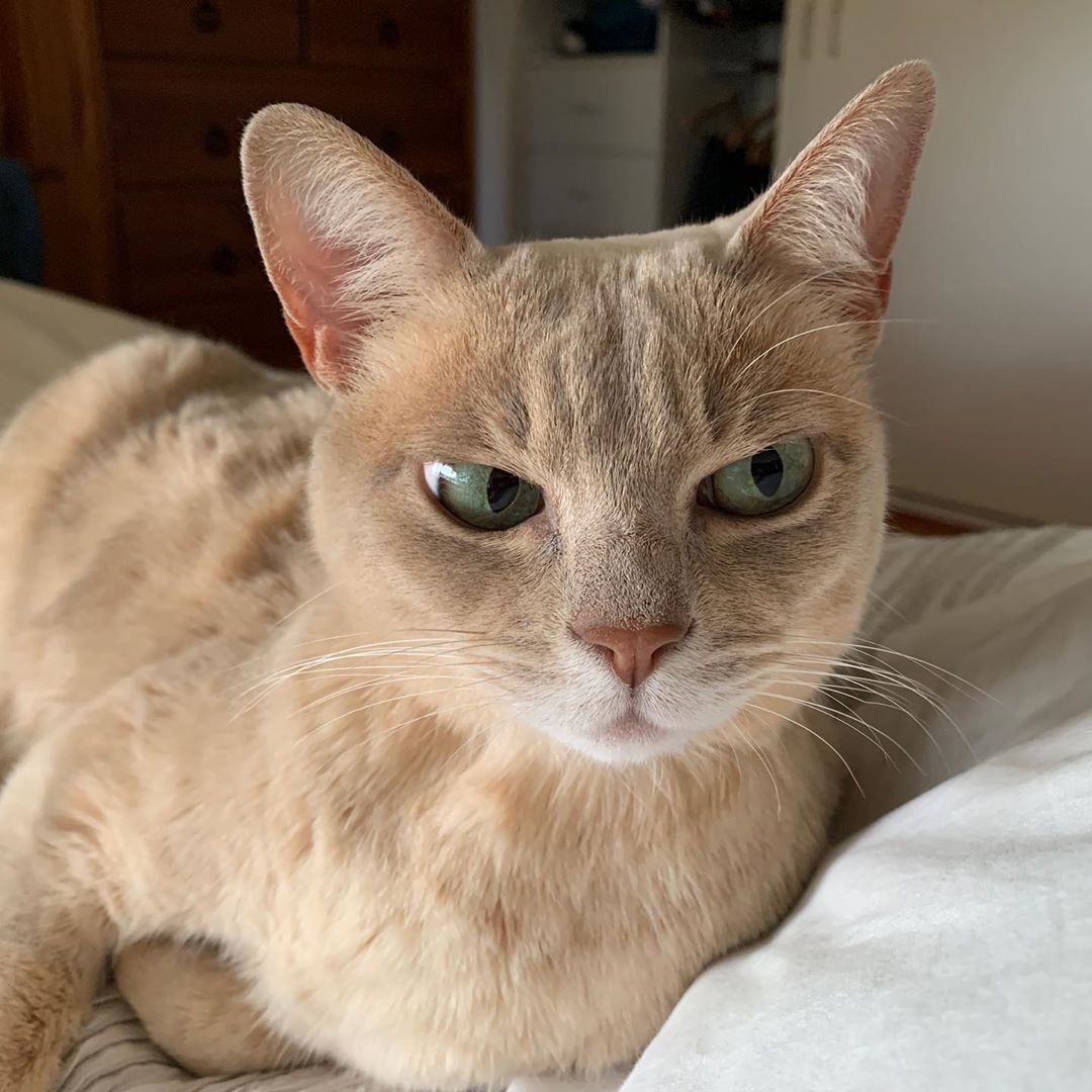 Kucing Australian Mist (Australia) | meotuna