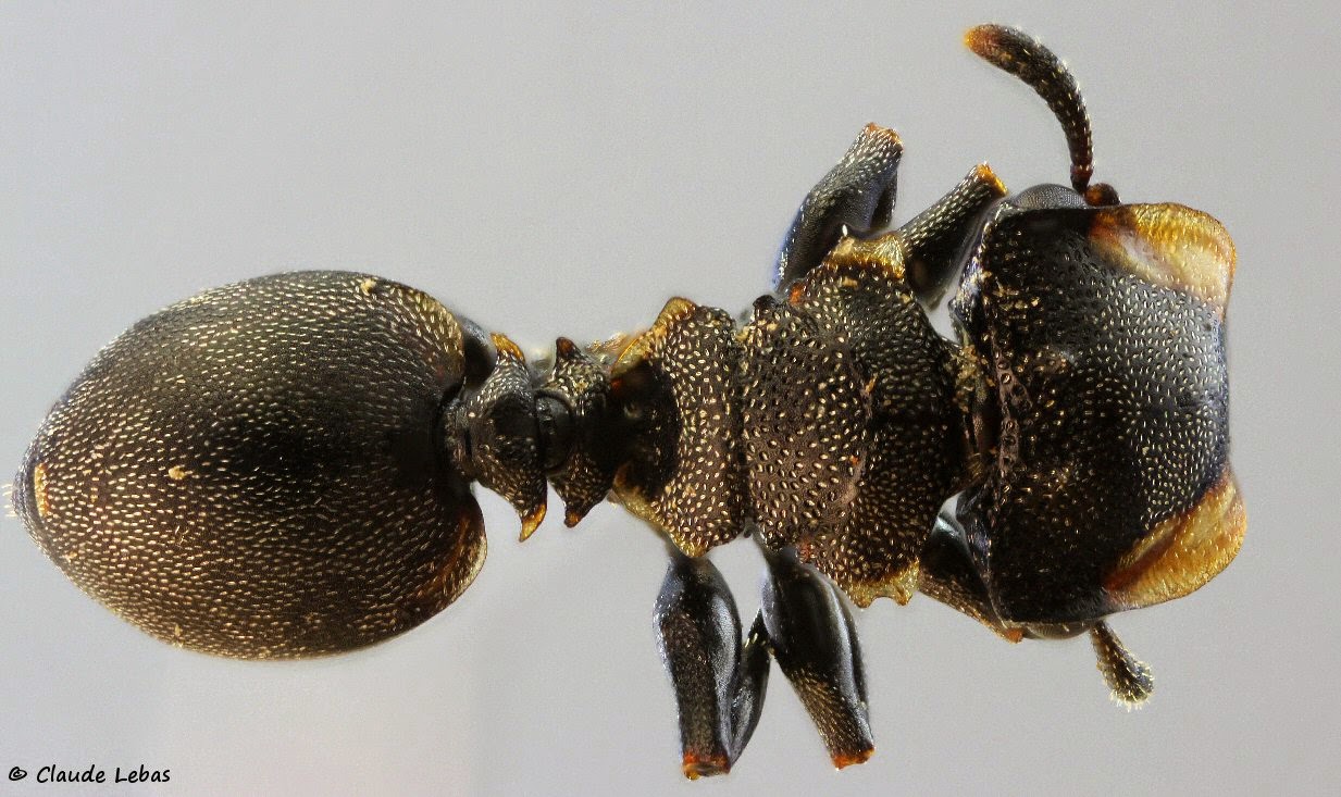 fourmis du Guatemala: fourmis du Guatemala