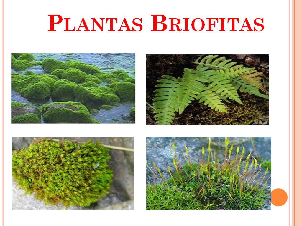 Exemplos De Plantas Briófitas - BINKEDU