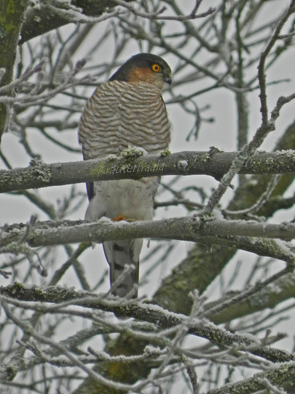 Beim Kräuterfraala: Ertappt!