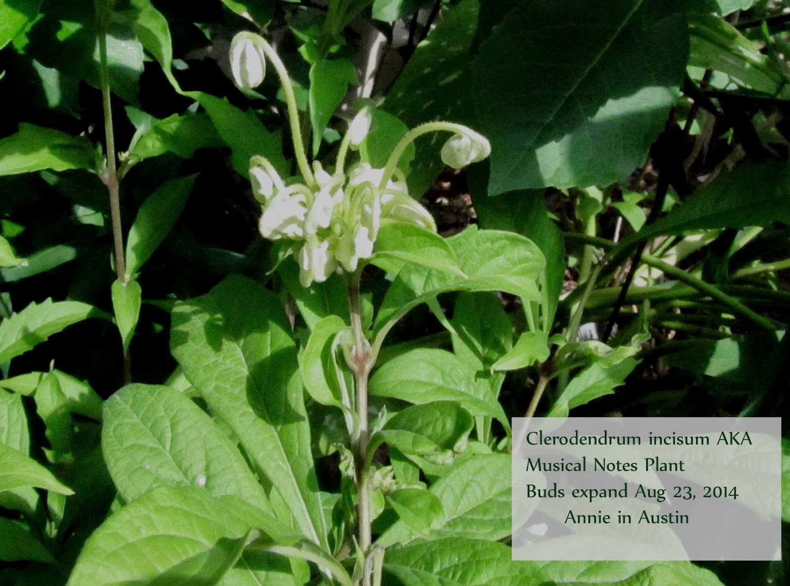 The Transplantable Rose: Clerodendrum incisa - the Musical Notes Plant