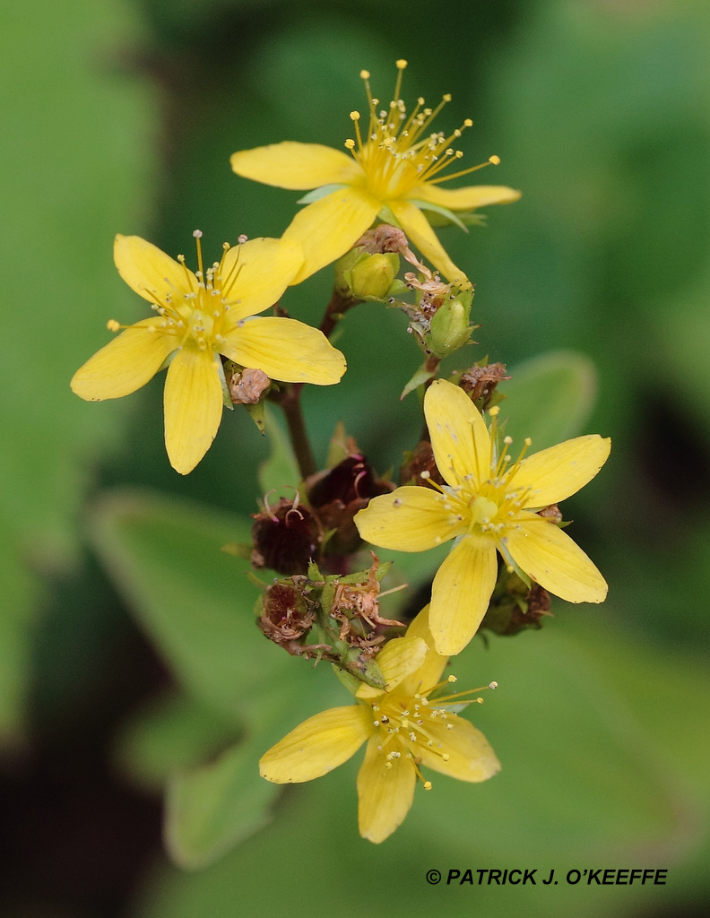 Raw Birds: PERFORATE St. JOHN'S WORT WILDFLOWER (Hypericum perforatum ...