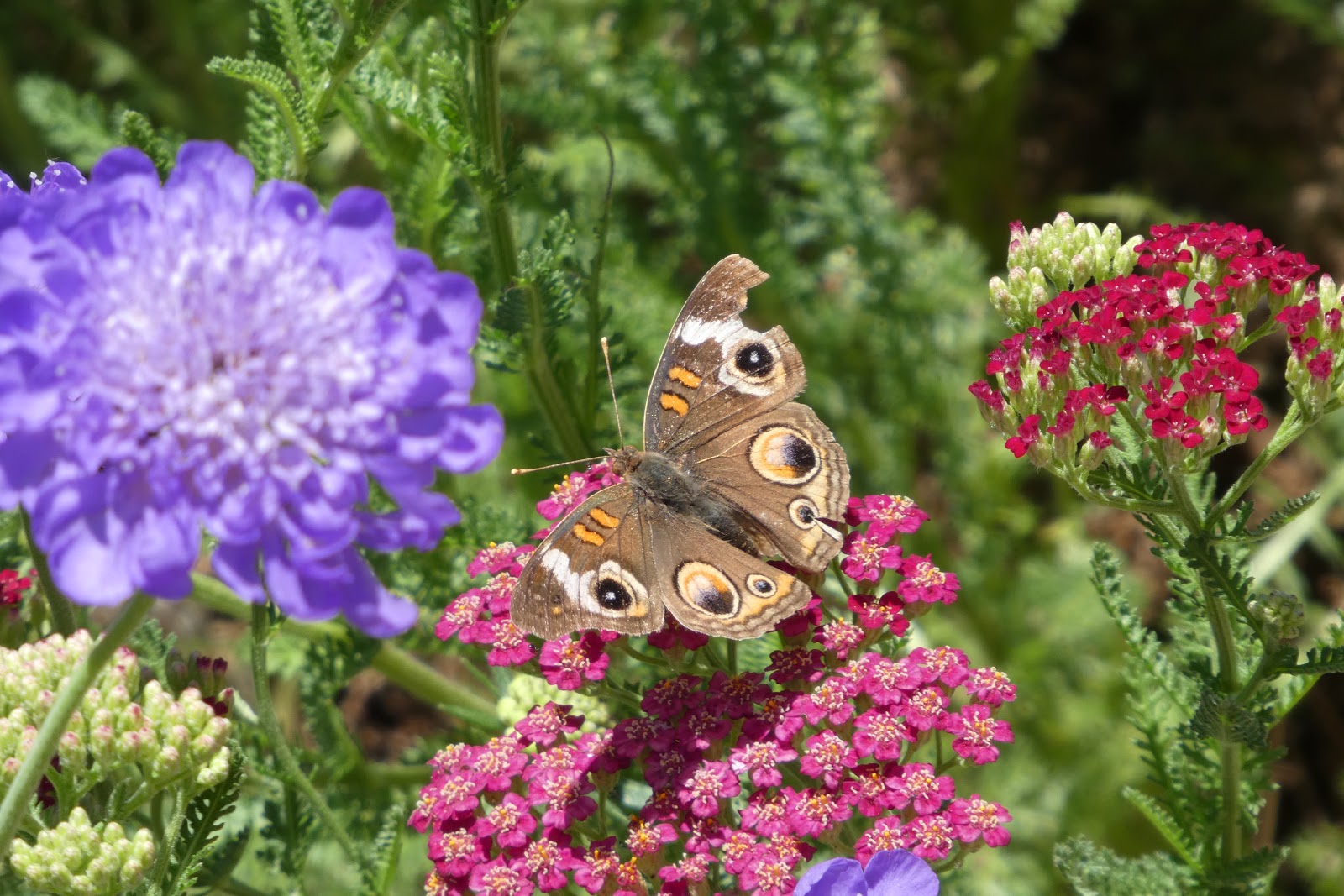 Why I Love To Garden: May Garden Bursting with Color, Zone 10