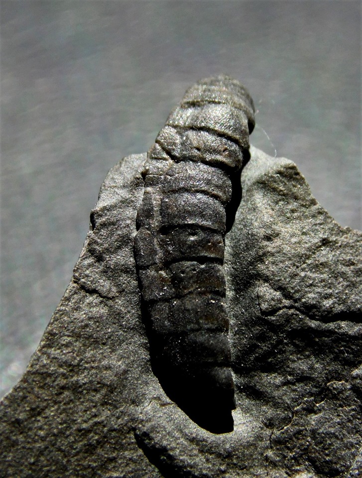 FOSSIL HUNTRESS: ARMOURED WORM