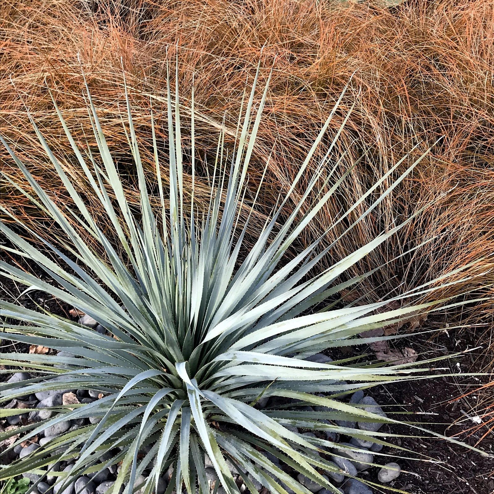 danger garden: Agaves, they're not just for the desert anymore...
