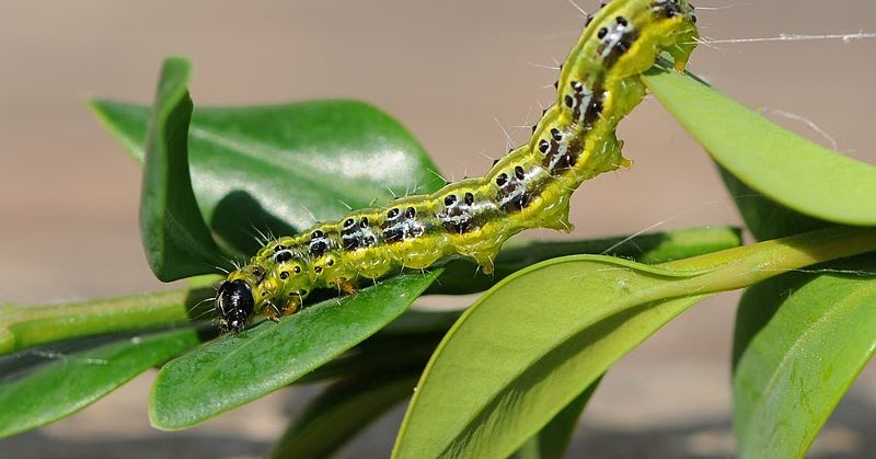 buxusmot bestrijden met spiritus ~ buxusmot bestrijden met spiritus