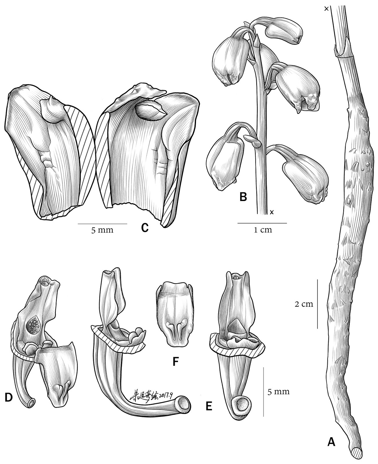 Species New to Science: [Botany • 2018] Gastrodia kachinensis ...