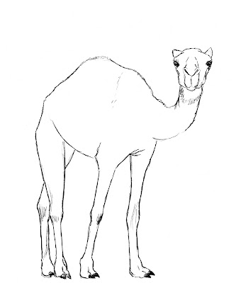 How to draw a Camel?? | Drawing Lessons