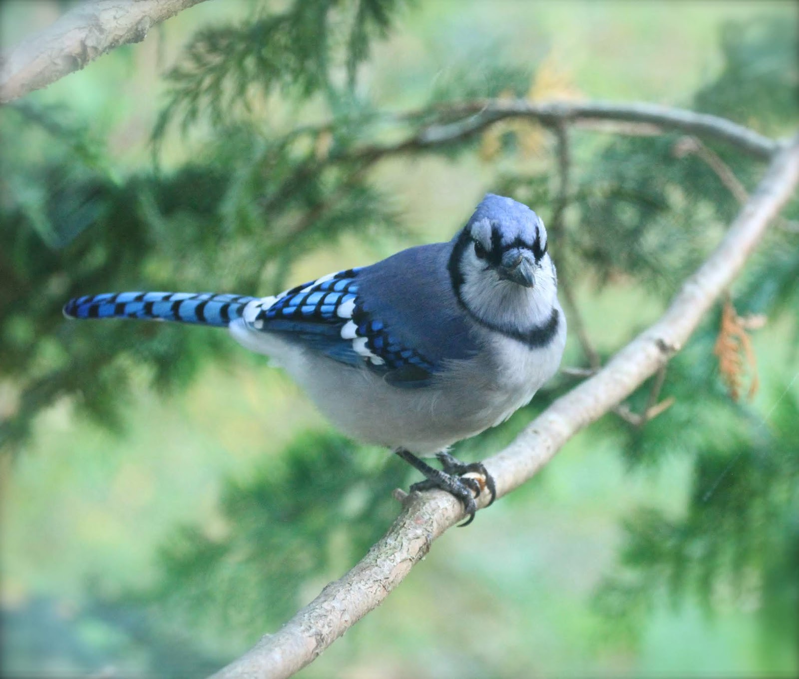 Julie Zickefoose on Blogspot: Zick on Living on Earth! Yes, That Show ...