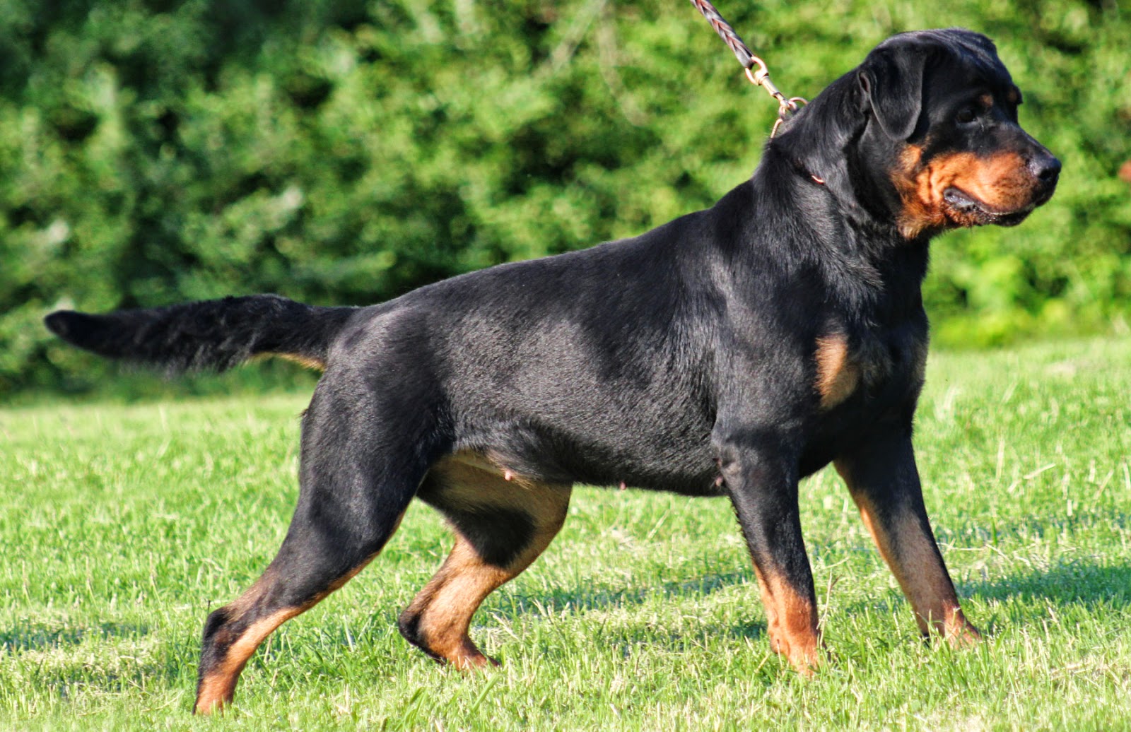 ΣΚΥΛΟΙ ROTTWEILER photos - wallpapers | the fun bank