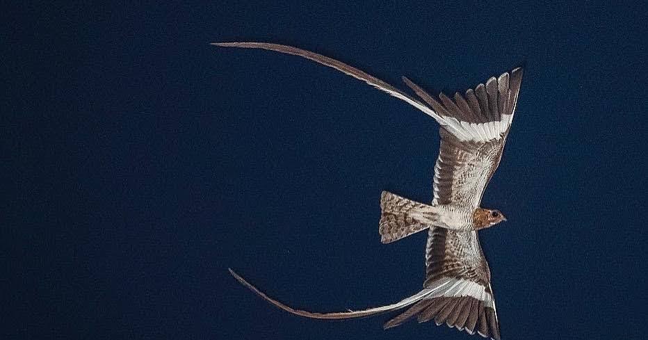 Terrierman's Daily Dose: A Real Bird? Really?