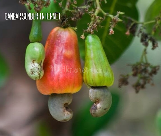 Nur Hafizah Sharudin's Blog: KENAPA BIJI BUAH GAJUS (Anacardium ...