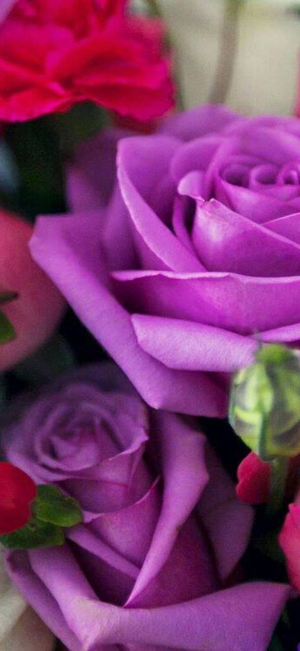 Juan Maldonado: The best Wallpapers and Screensaver of Roses