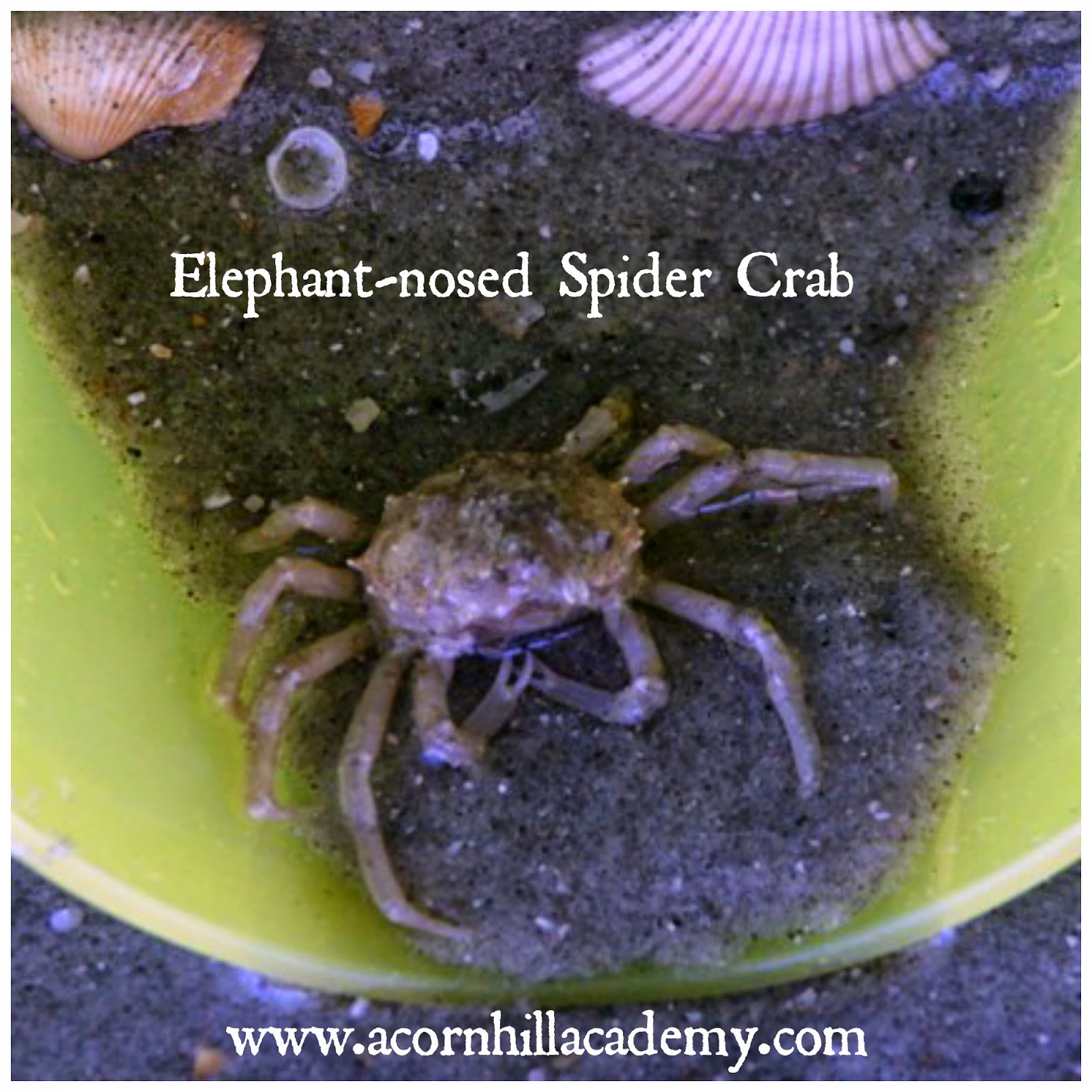 Acorn Hill Academy: Nature Study at the Beach