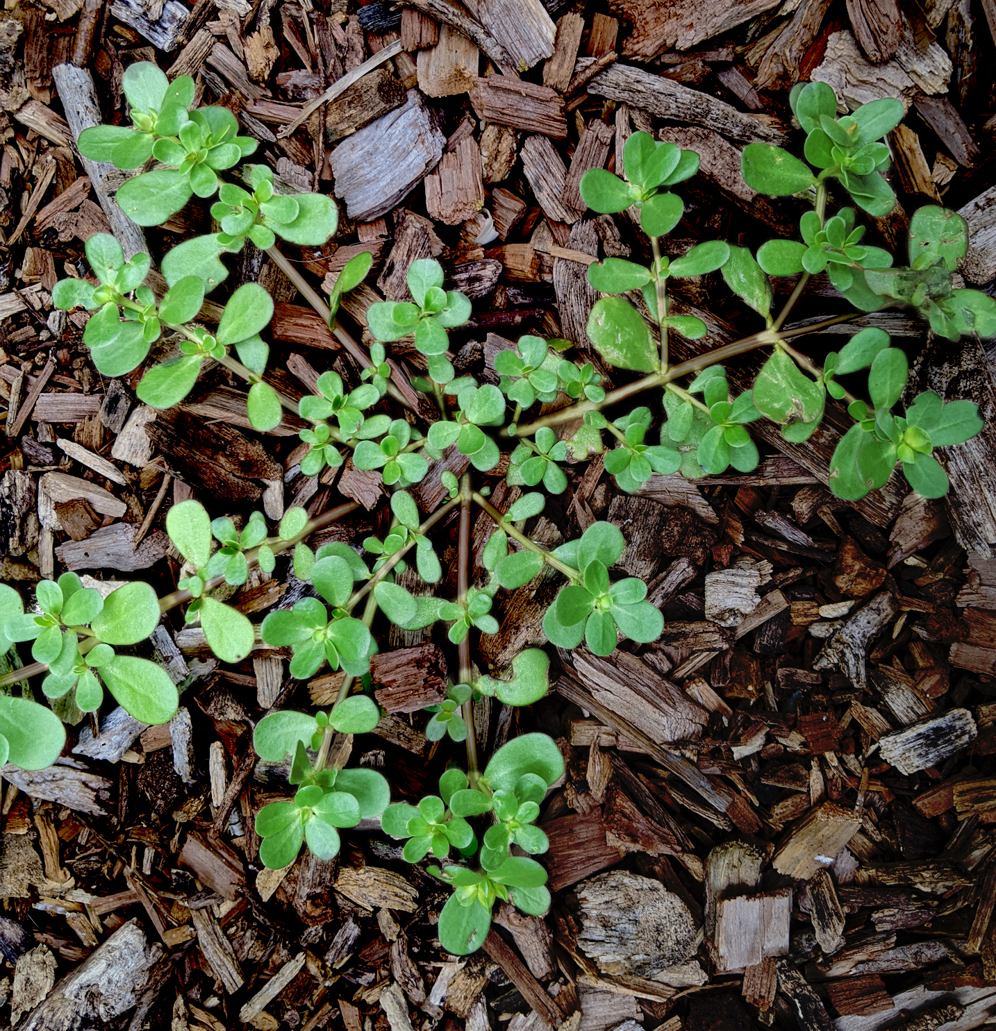 Groundbreaking Roots: Inviting the Purslanes Over