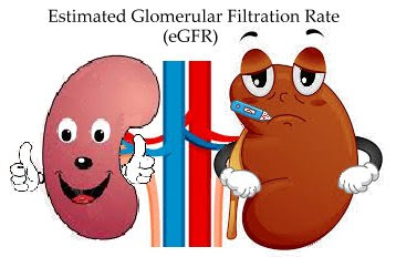 INTERESTING THINGS: What is an Estimated Glomerular Filtration Rate (eGFR)?
