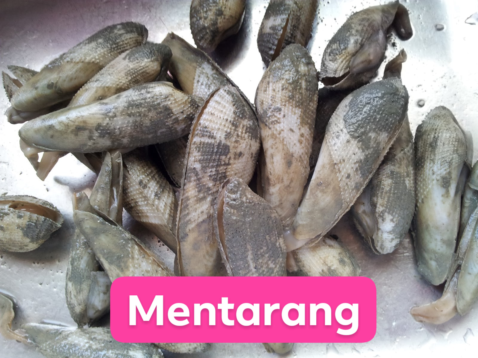 [Info] Nama Haiwan Bercangkerang Yang Boleh Dimakan