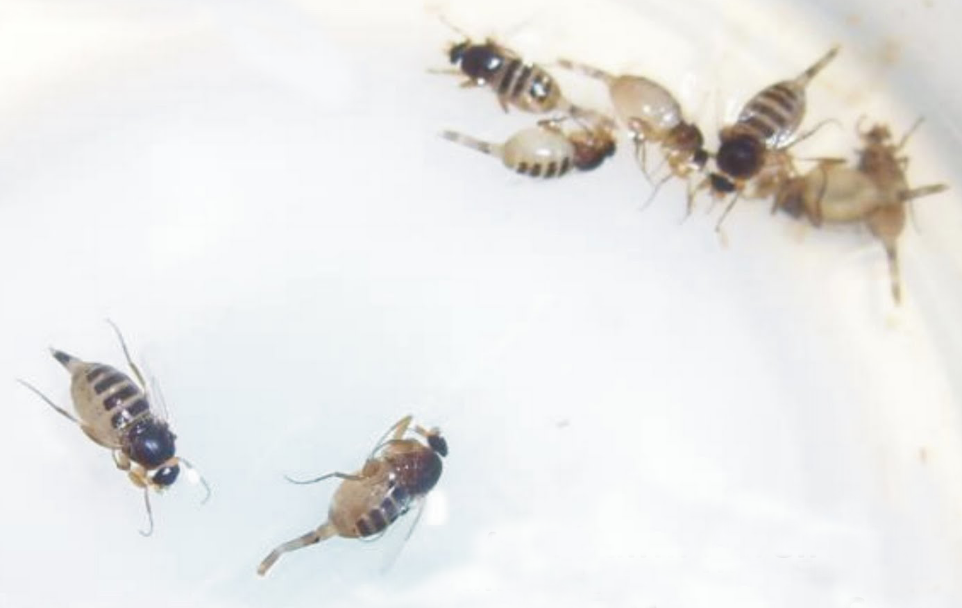 Meliponário Jardim: Forídeos