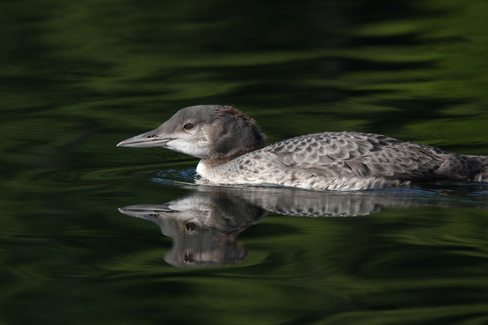 COMMON LOON