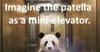 Elevator%2Bpanda.jpg