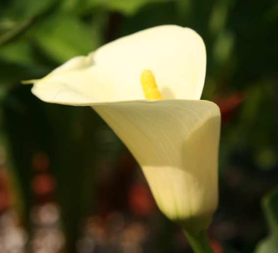 Gallery of Callas Lilies by Color: Yellow Calla Lilies