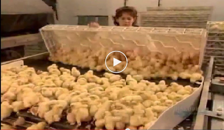How To Made Chicken Hatchery Watching All Videos How To Made Chicken Hatchery Watching All Videos