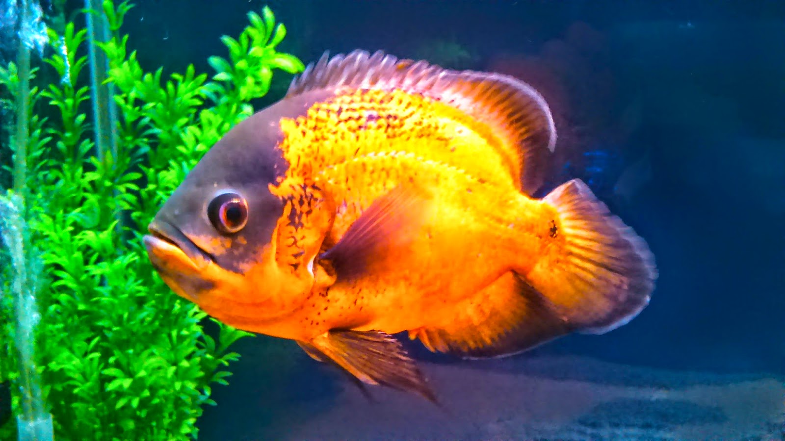 OSCAR FISH photos - wallpapers | the fun bank