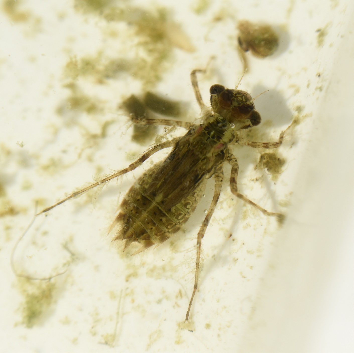 Lancashire and Lakeland Outback Adventure Wildlife Safaris: It's ...