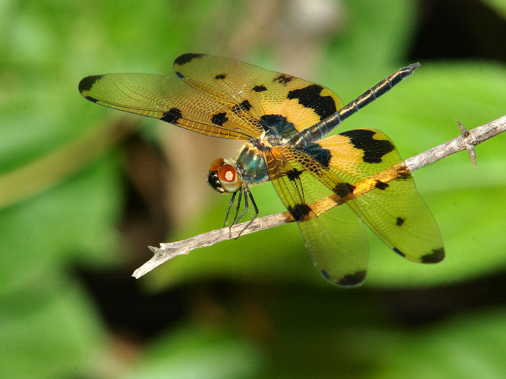Catalogue of Organisms: Libellulidae: On the Wing