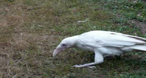 MAICA DOMNULUI: PILDE