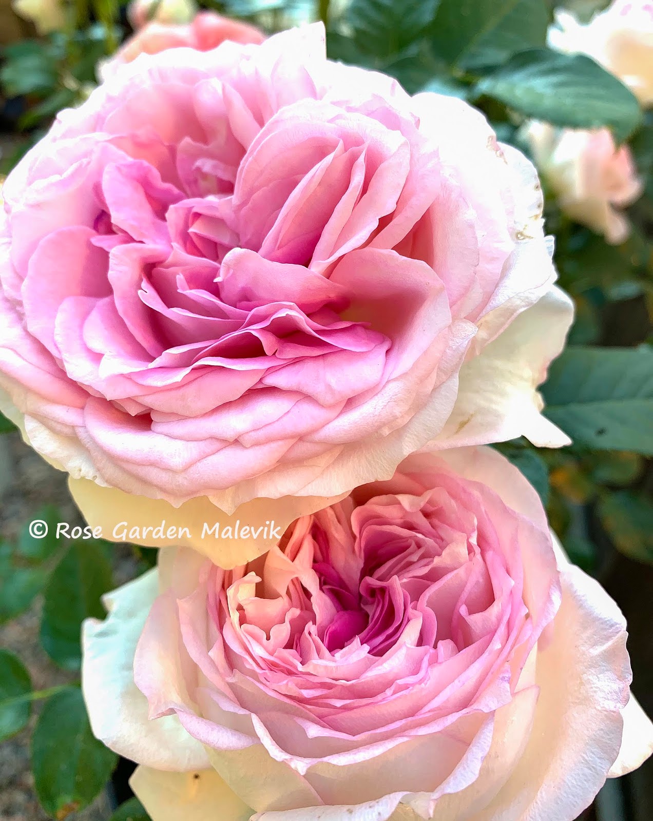 ROSE GARDEN Malevik: NYA sorter ~ NEW varieties