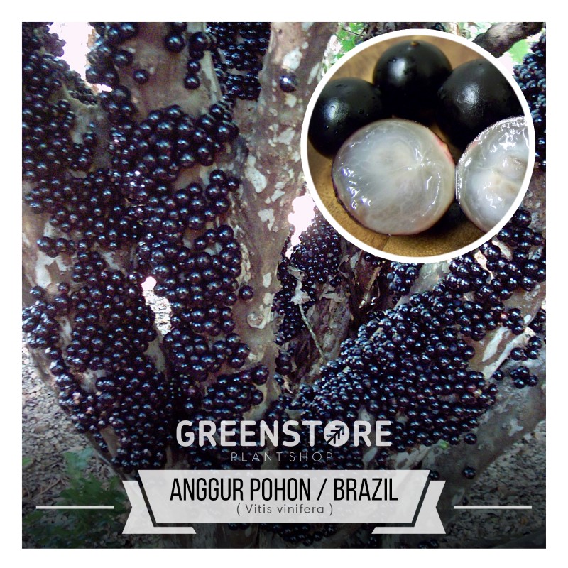JABOTICABA / ANGGUR BRAZIL