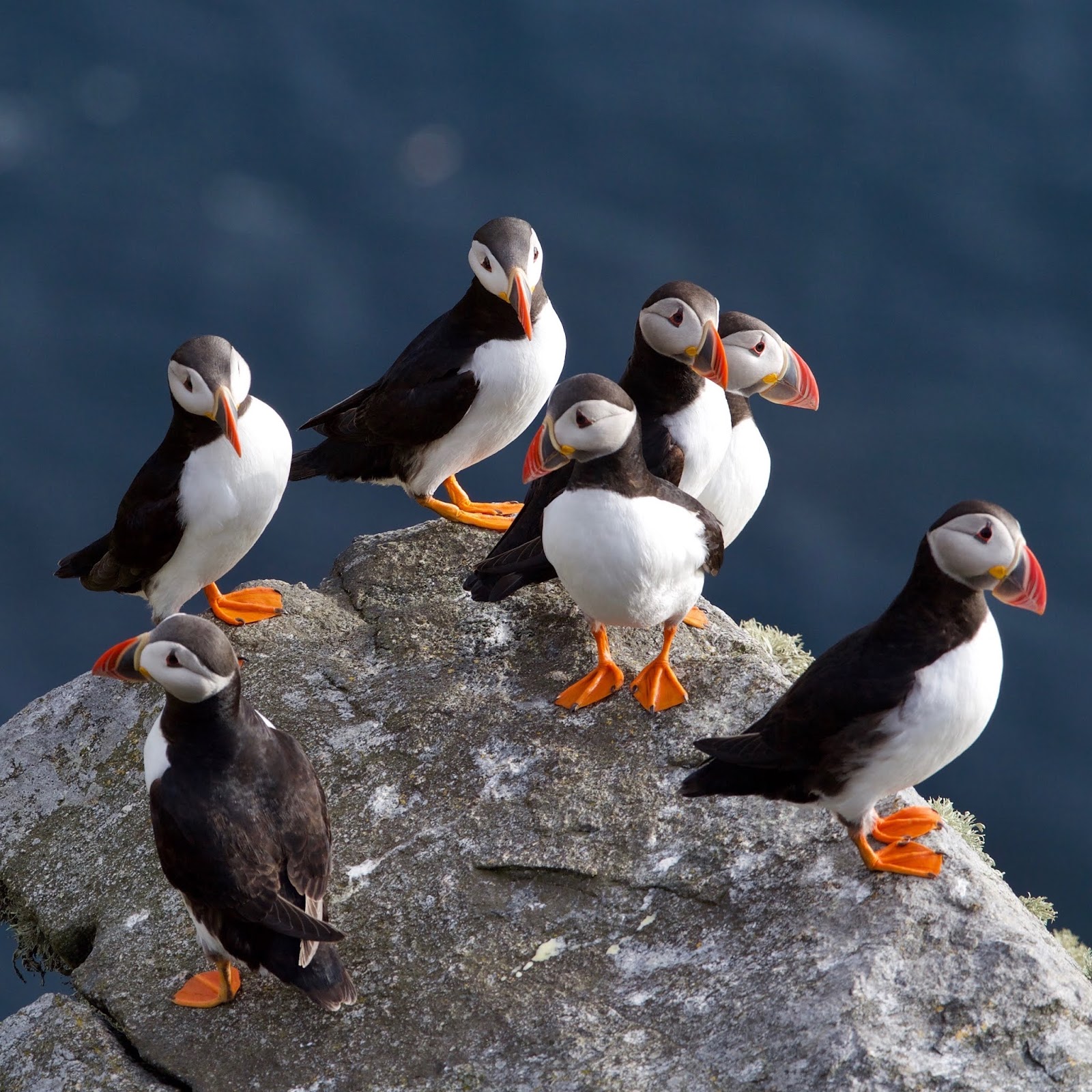 Naturfoto Einar Hugnes: "Lunde på Runde" - del 1