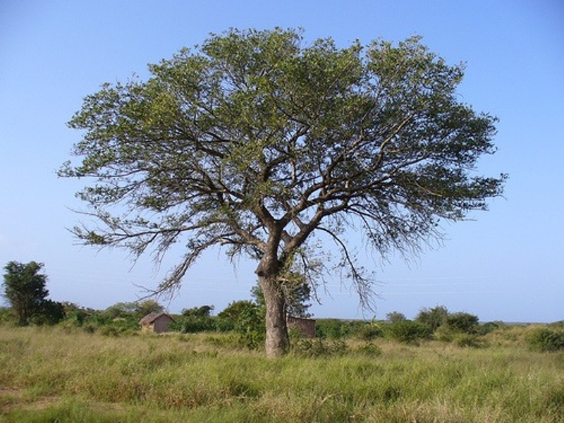 Número de Matrícula - 16429: As bebedeiras de canhú