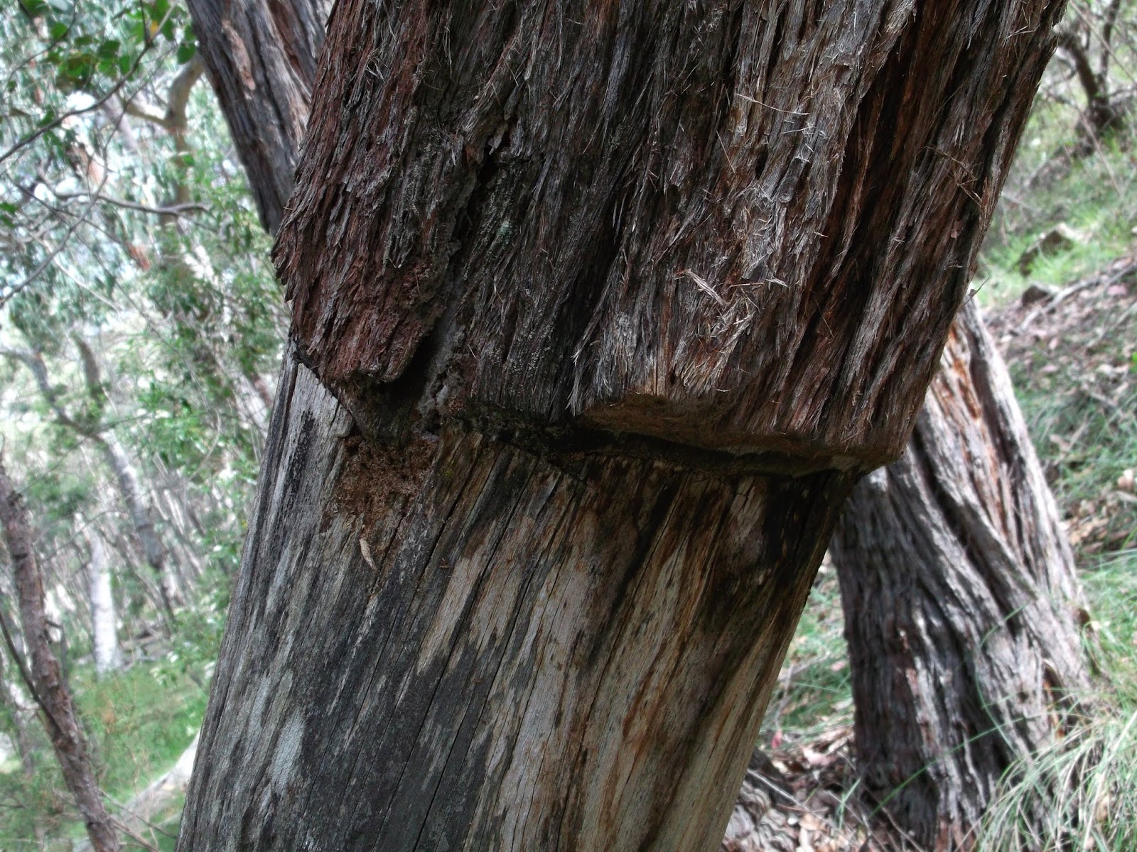 A Woodsrunner's Diary: Debarking Dead Trees, Shelter Roofing, Cordage ...