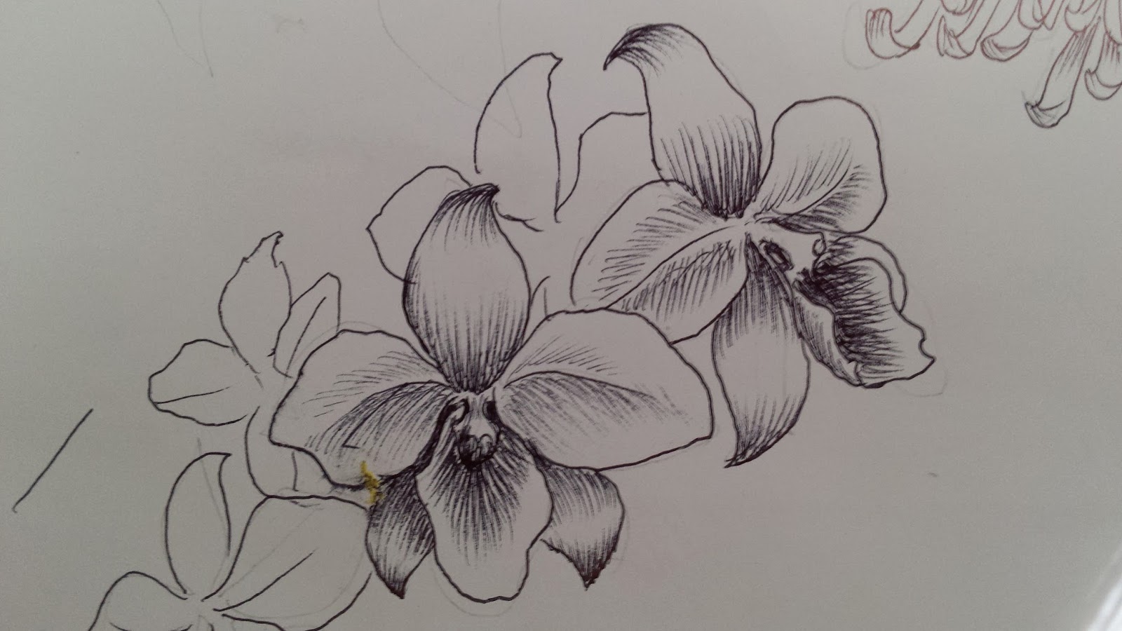 Pencil Sketches Flower Spray
