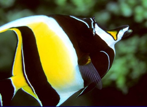 Most Amazing: Moorish Idol Fish