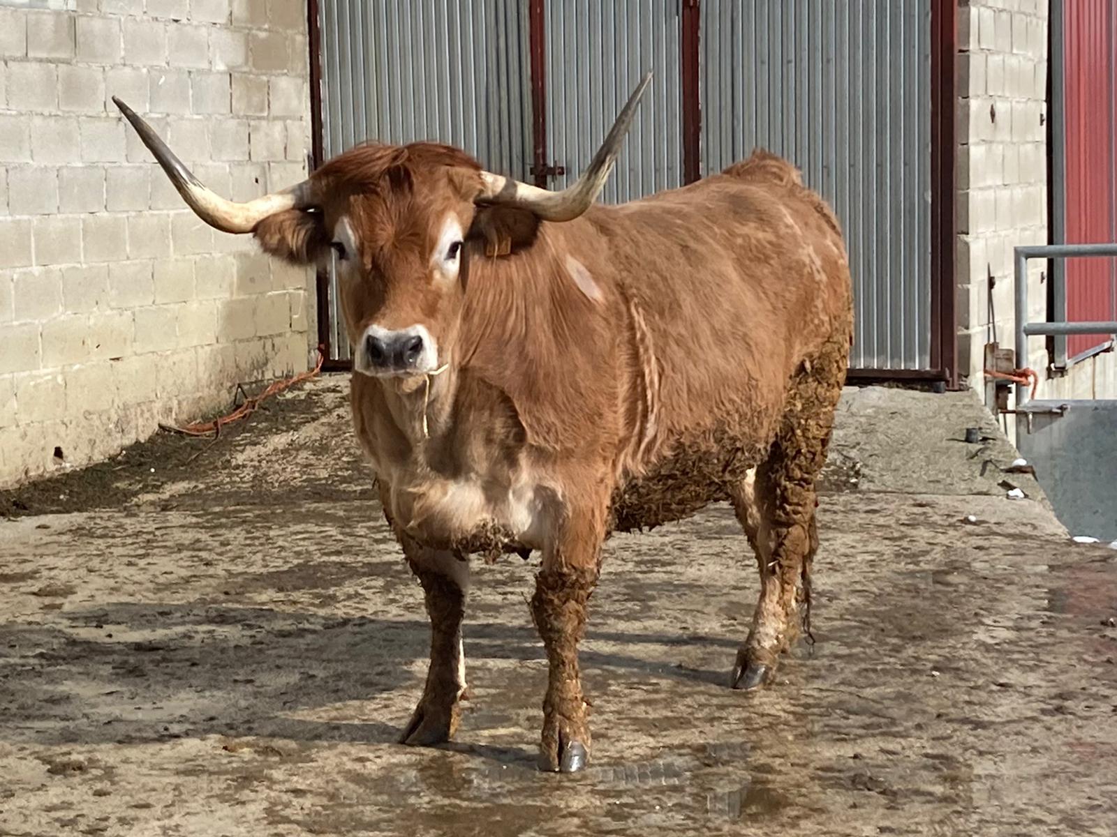 EL CUADERNO DE SILVESTRE: LA VACA MACHORRA. UN MANJAR DE REYES.