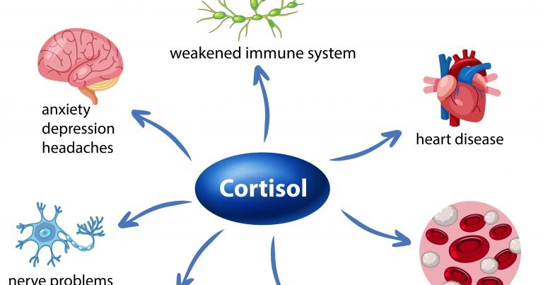 How Cortisol (and too much cortisol) affect your wellbeing