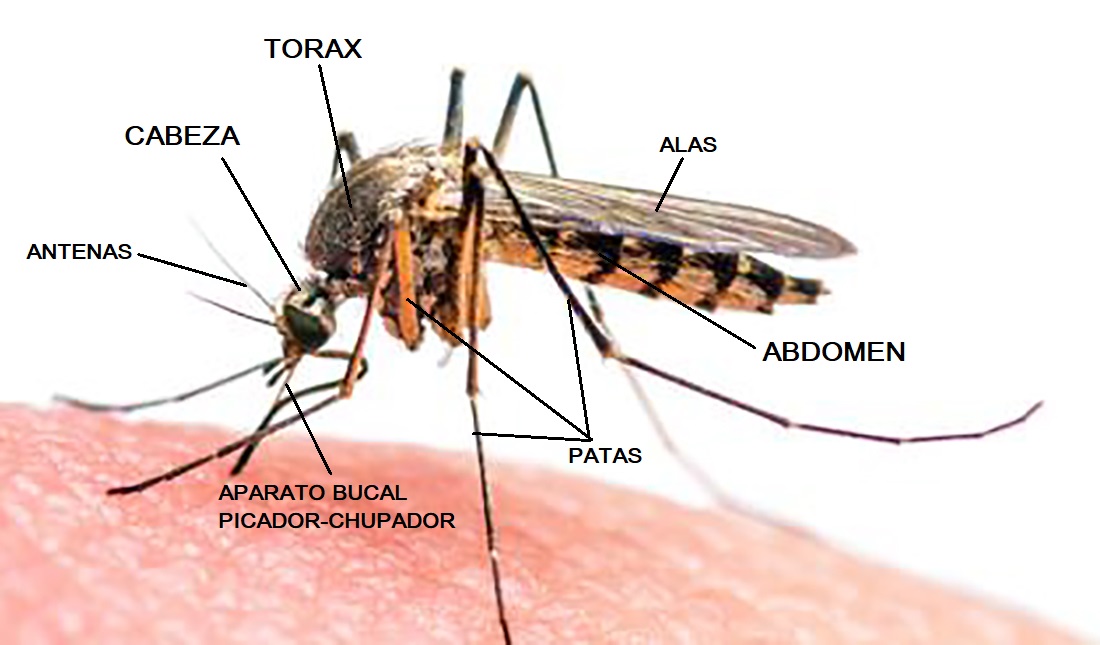 CURIOSIDADES CIENTÍFICAS : Los Mosquitos trasmiten peligrosas enfermedades