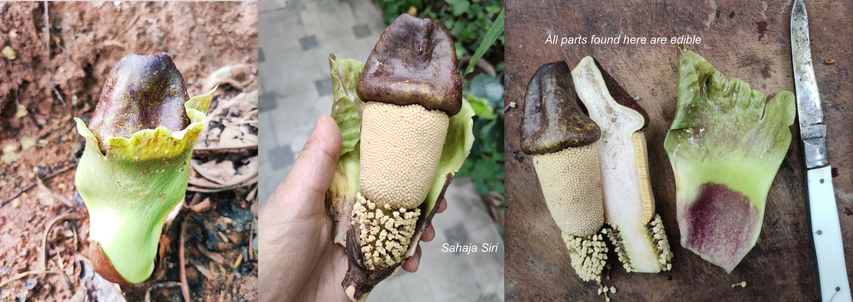 Elephant foot flower chutney/ Yam flower gojju