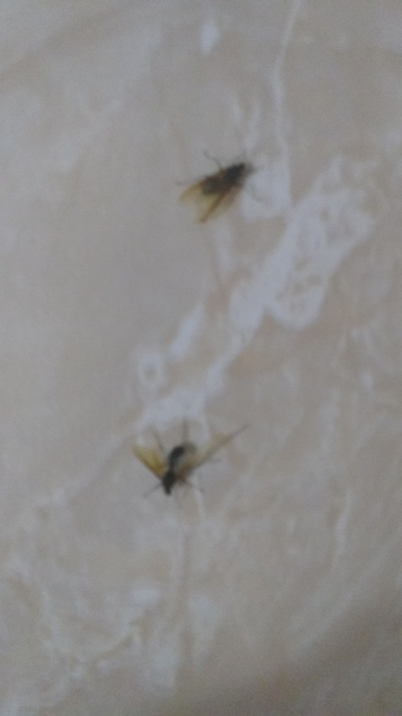 Costume secular, tanajura, captura e alimentação: | Generalidades