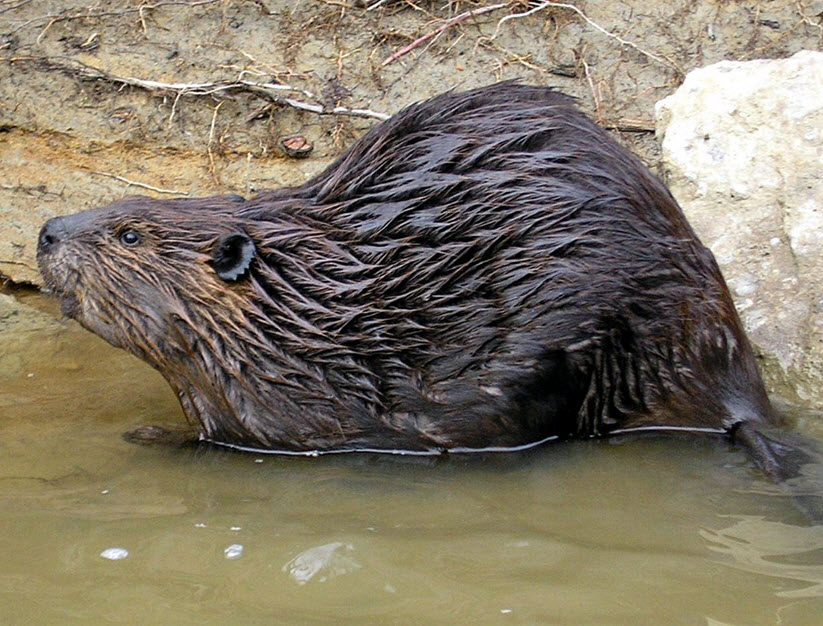 Beaver | The Biggest Animals Kingdom