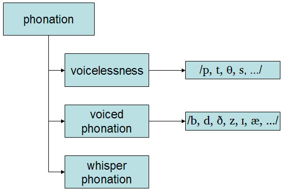 Kraut's English phonetic blog: phonetic scheme - phonation