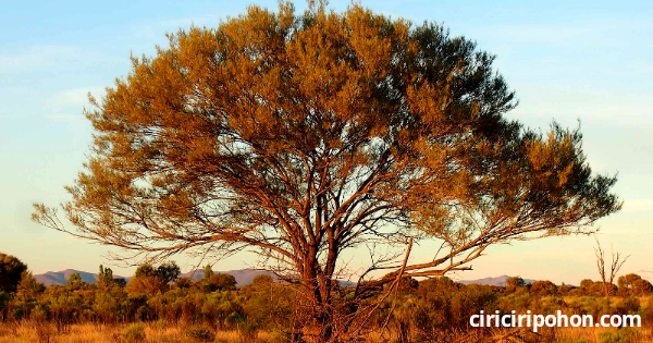 Kenalan Yuk, Dengan Tanaman Akasia Aneura - Ciriciripohon.com