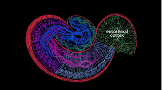 The Hebbian Learning Theory -"Hebb's Principle"