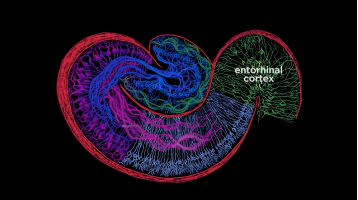 The Hebbian Learning Theory -"Hebb's Principle"