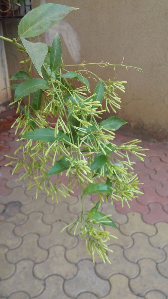 Garden Care Simplified: Why I cant grow Raat Ki Rani Night Queen ...